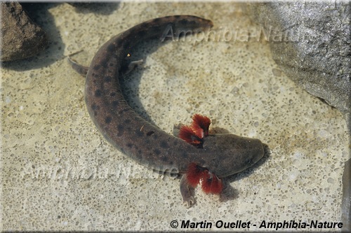 Necture tacheté commun (Necturus maculosus maculosus) - Amphibia-Nature