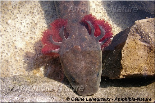 Necture tacheté commun (Necturus maculosus maculosus) - Amphibia-Nature